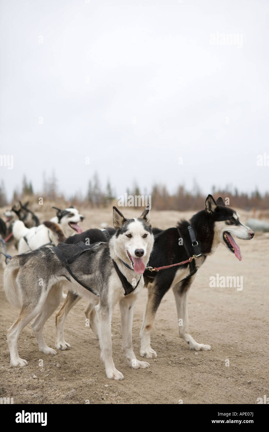 A team of dogs pull a cart during training Stock Photo - Alamy