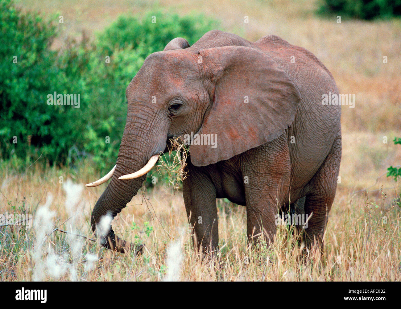 Tsavo east elephant hi-res stock photography and images - Alamy