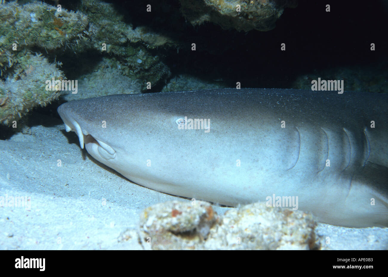 Tawny Nurse Shark Nebrius ferrugineus concolor Resting in a cave ...
