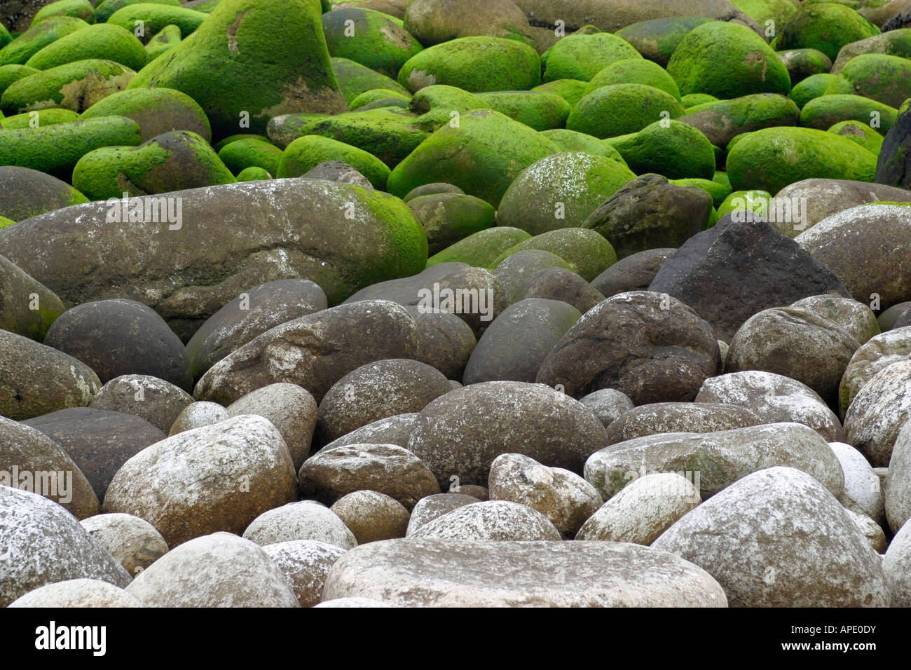 Granite stones with moss at the coast of the Atlantic in Galicia Spain ...