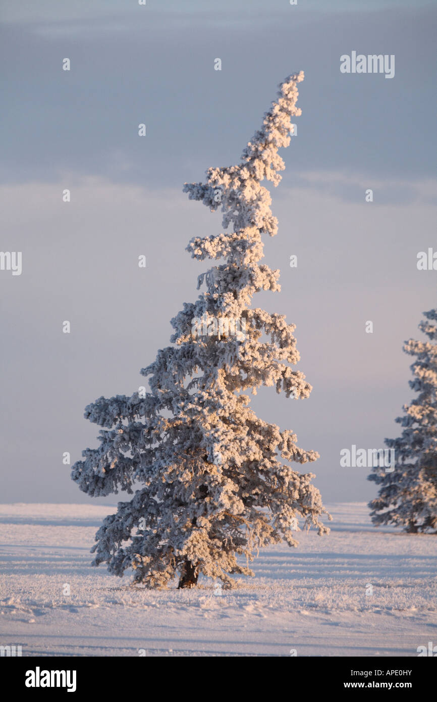 Frost covered spruce tree Stock Photo - Alamy