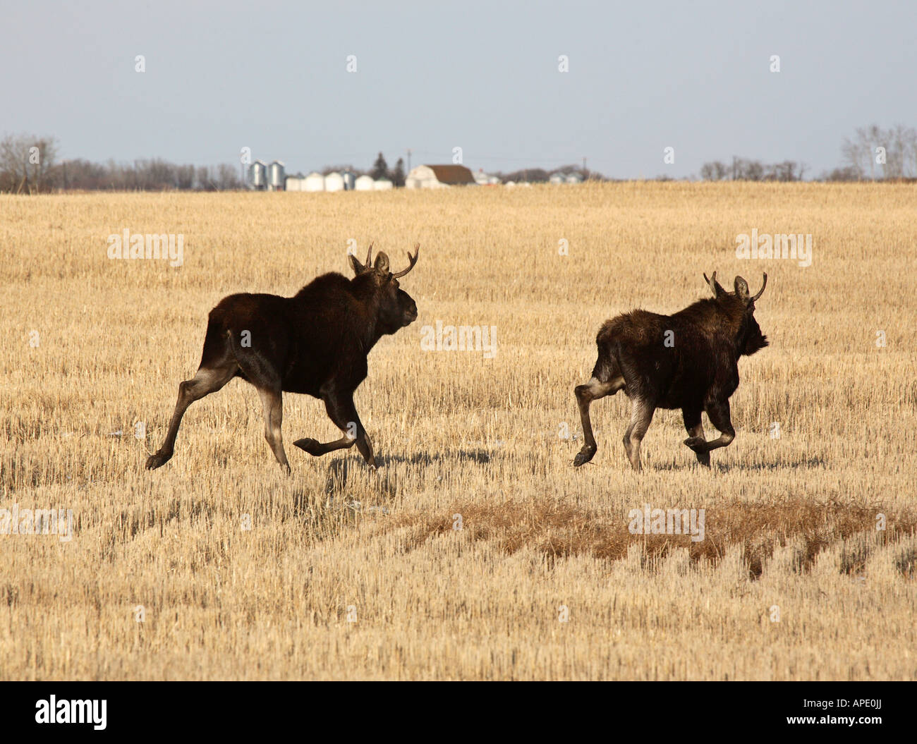 Moose in winter Stock Photo - Alamy
