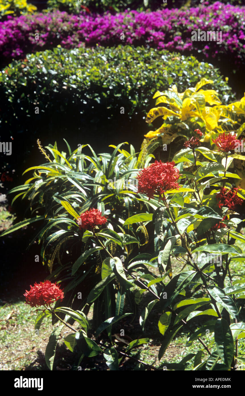 Botanic Gardens, Tobago Stock Photo - Alamy