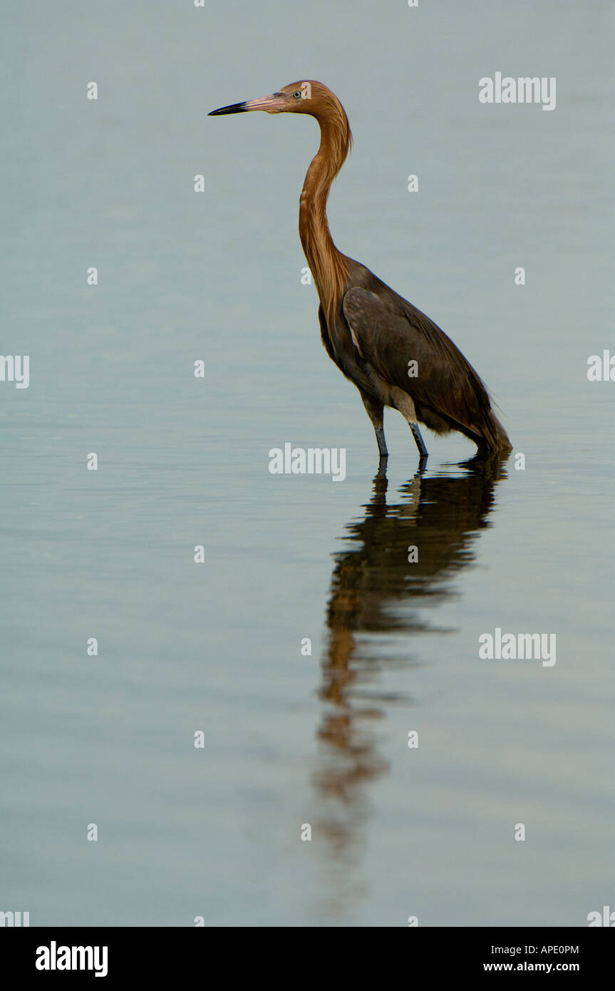 A Reddish Egret stands in a tidal pool Stock Photo - Alamy