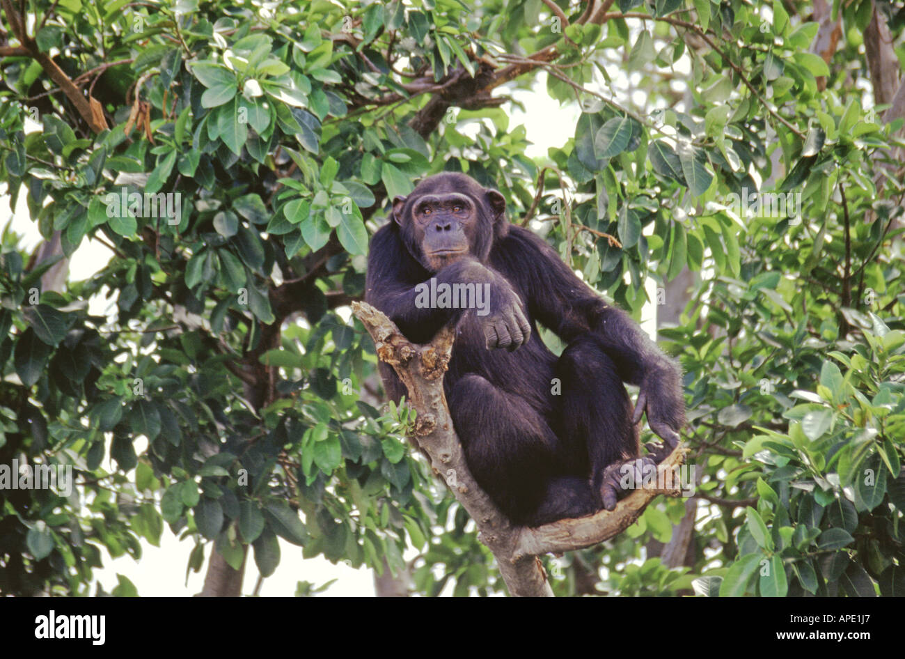 Chimpanzee in a tree in a conservation project in Queen Elizabeth ...