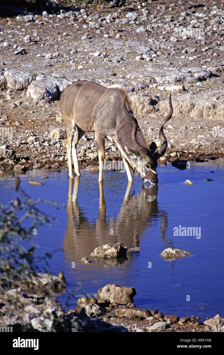 Drinking kudu hi-res stock photography and images - Alamy
