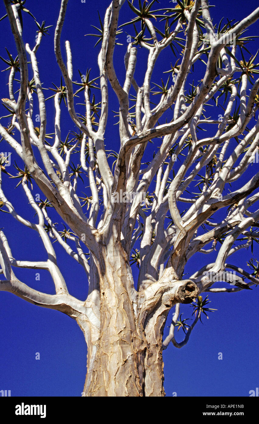 Close of branches of a Quiver Tree Kokerboom in Namibia Stock Photo - Alamy