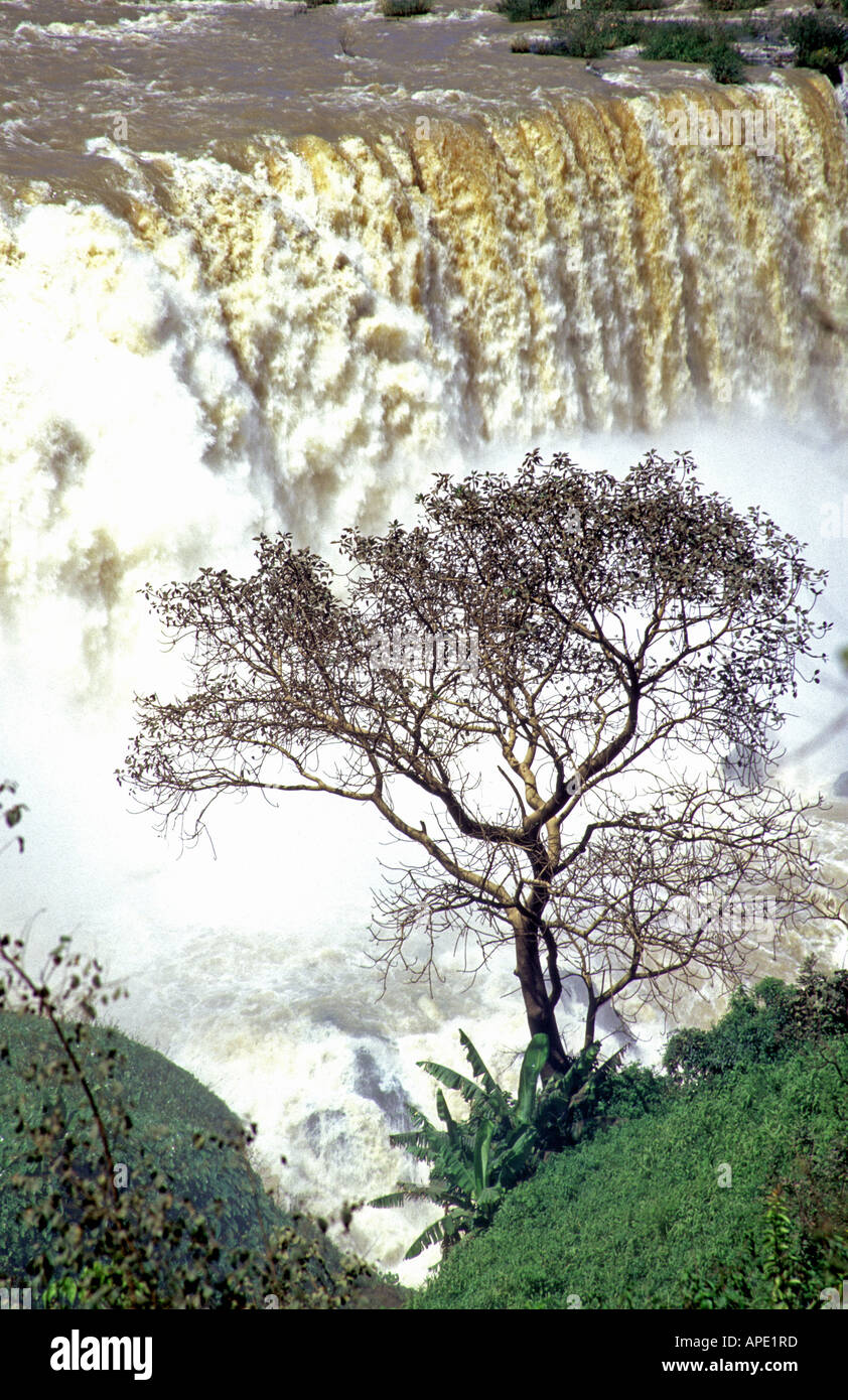 Tree in front of the Blue Nile Falls near Bahir Dar in Ethiopia Stock ...