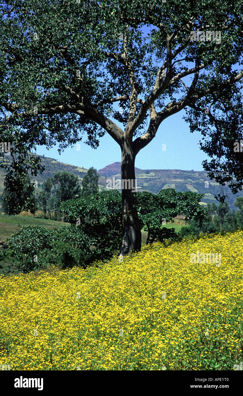 Tree and crops near Bahir Dar in Ethiopia Stock Photo - Alamy