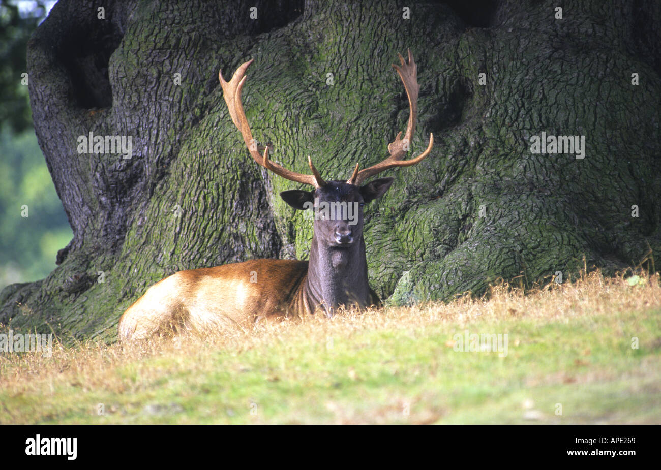 Male deer animal hi-res stock photography and images - Alamy