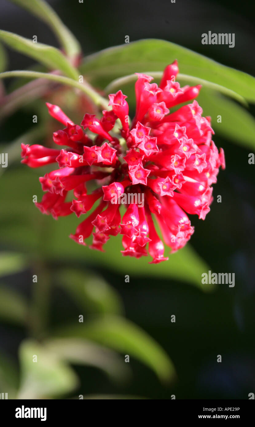 Bastard Jasmine or Red Cestrum, Cestrum elegans. Central America Stock ...