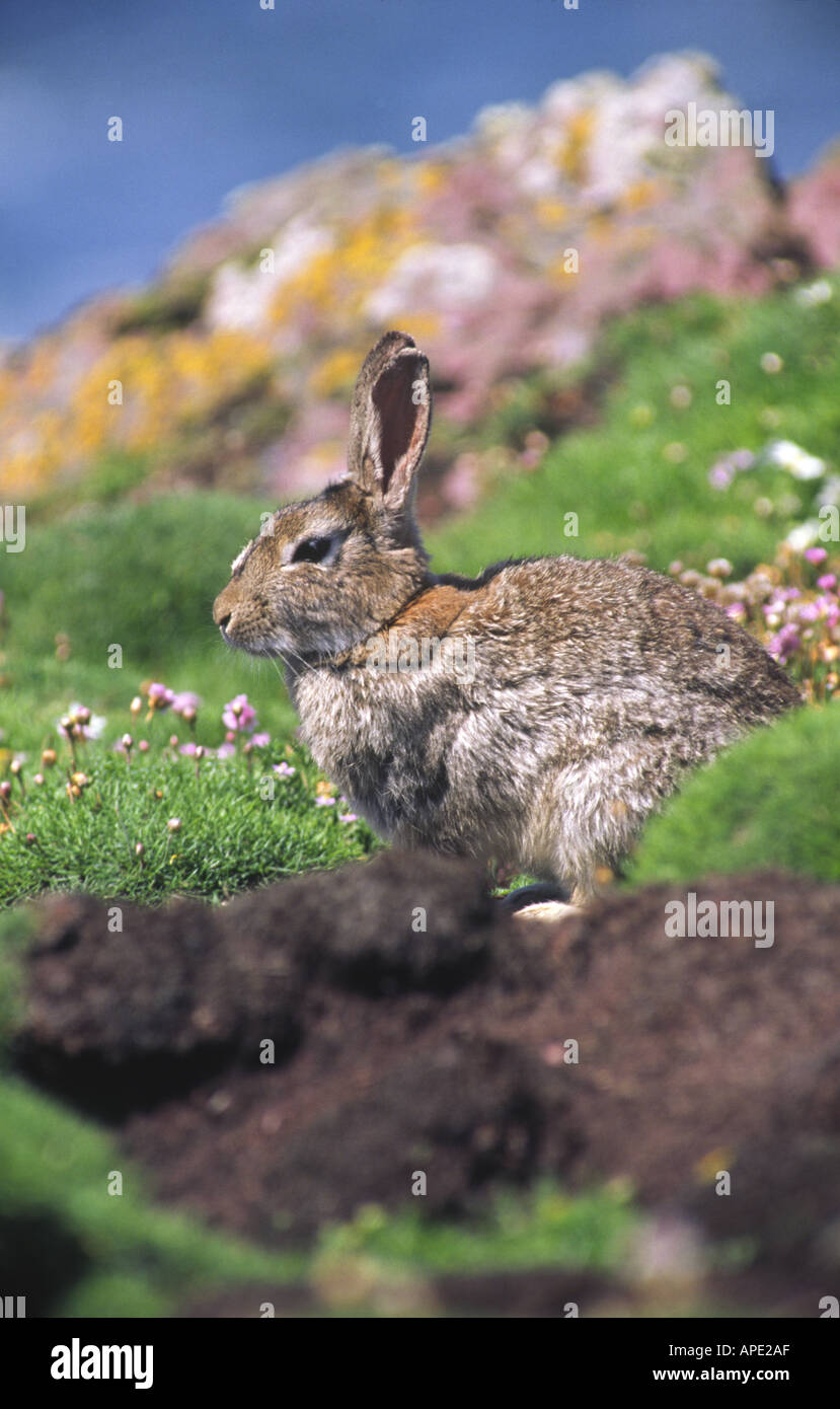 Rabbit pest hi-res stock photography and images - Alamy