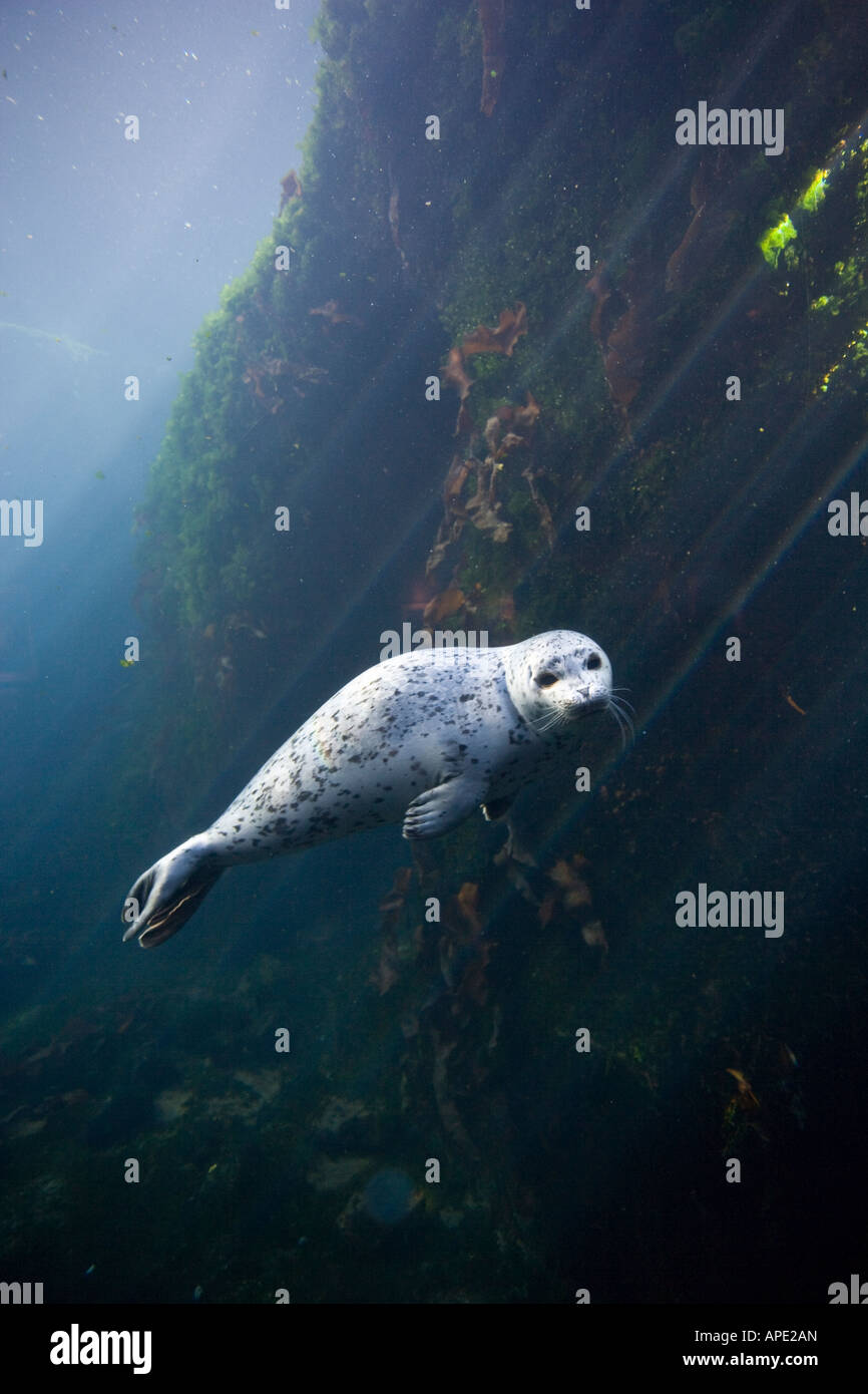 alaska sea life center in seward harbor seal Phoca vitulina Stock Photo ...