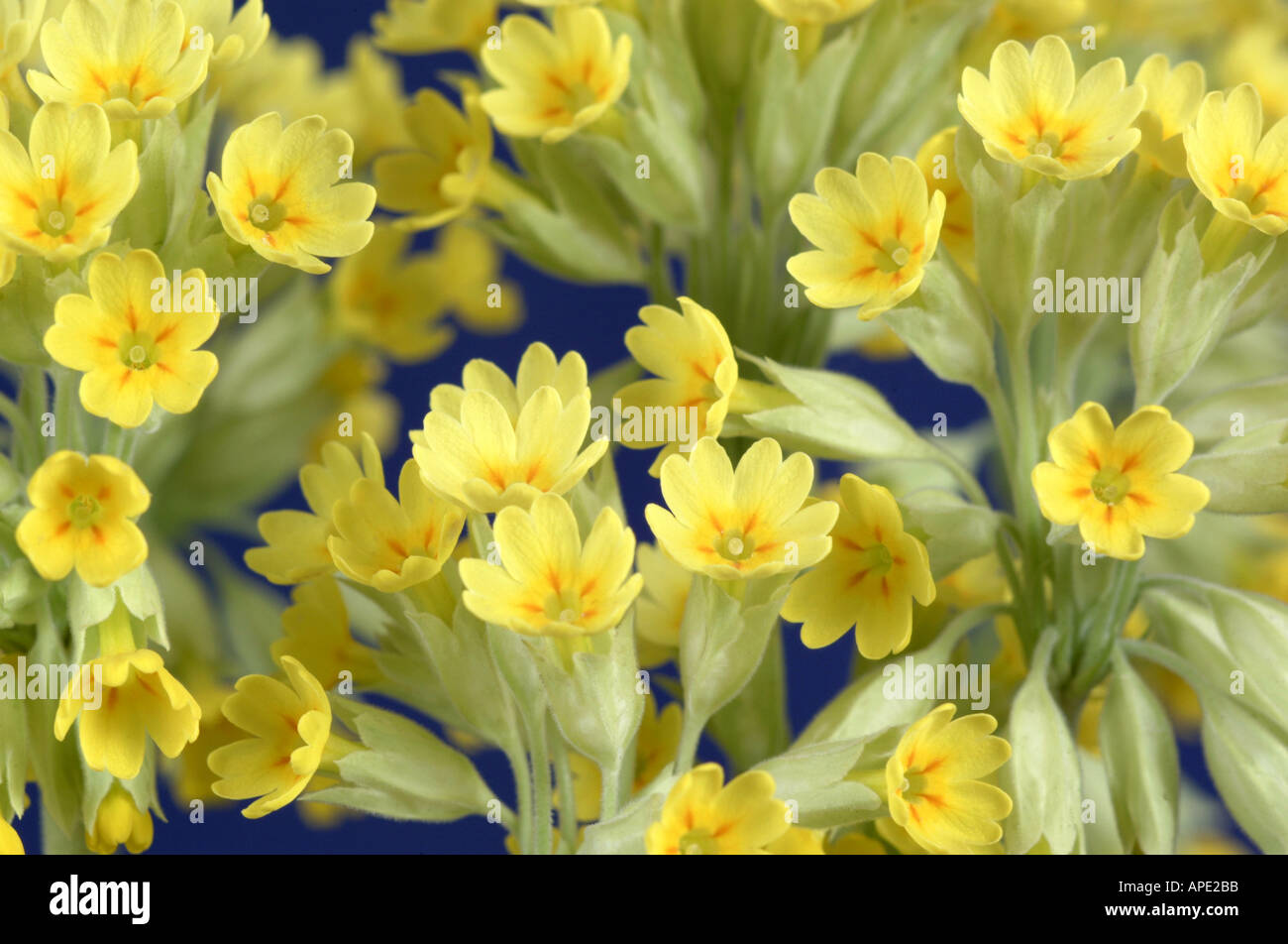 Cow slip hi-res stock photography and images - Alamy