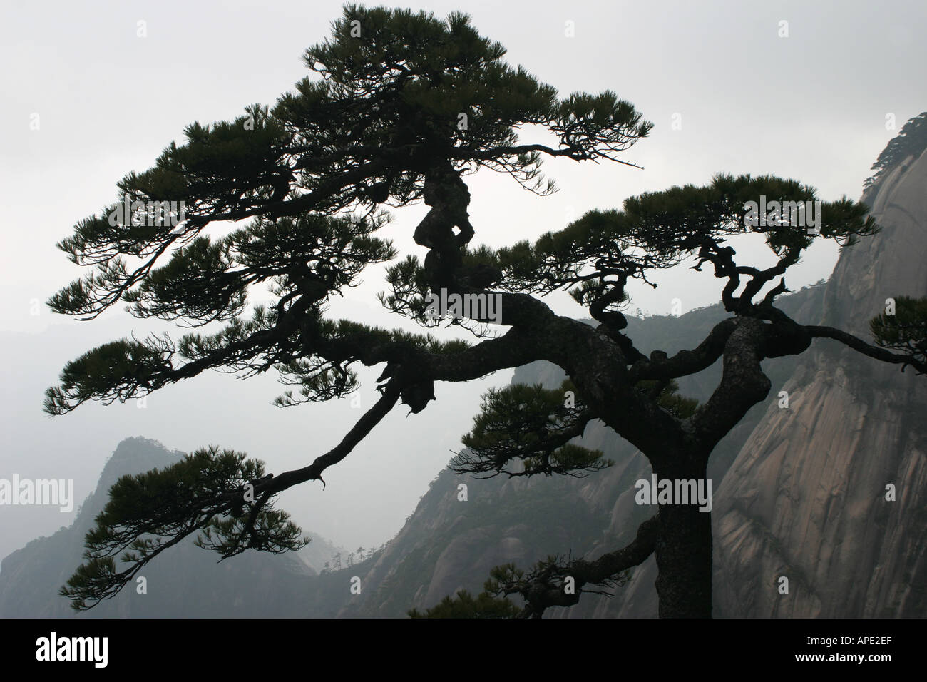 Tree on Huang Shan China Stock Photo - Alamy