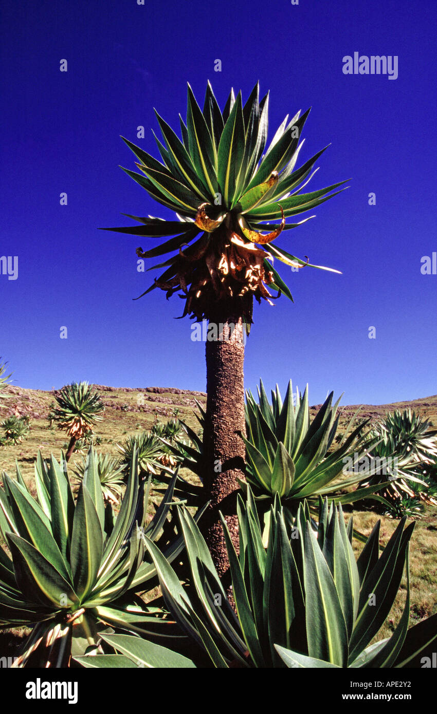 Giant lobelia plants in the Simien Mountains National Park, Ethiopia ...