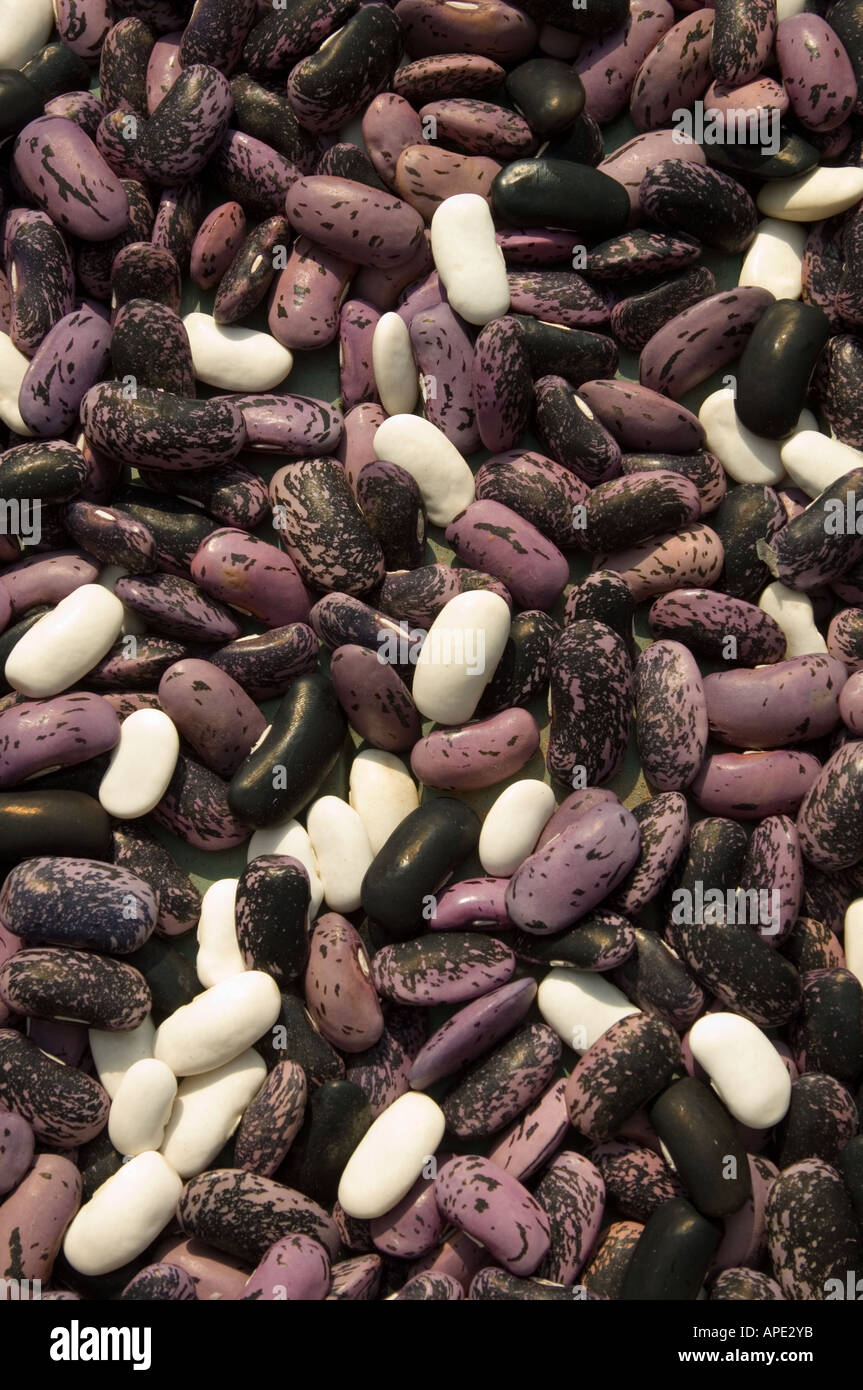 Home grown dried beans hi-res stock photography and images - Alamy