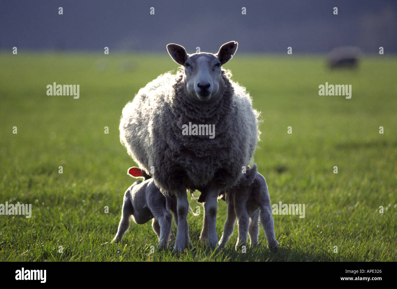 Butcher 19th century england hi-res stock photography and images - Alamy