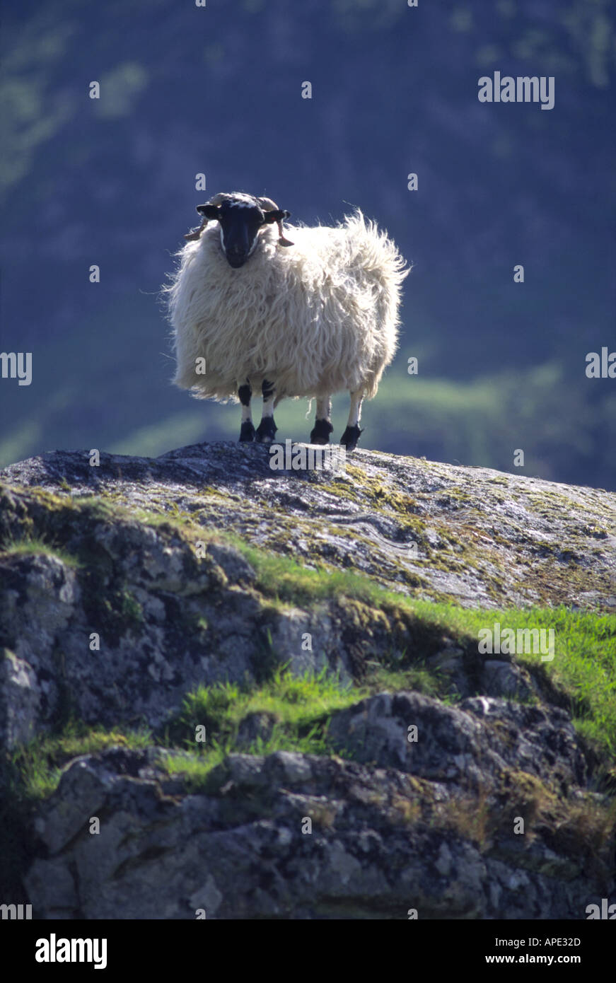 Black Faced Sheep Ewe on a rock in the Scottish Highlands GMM 1060 ...