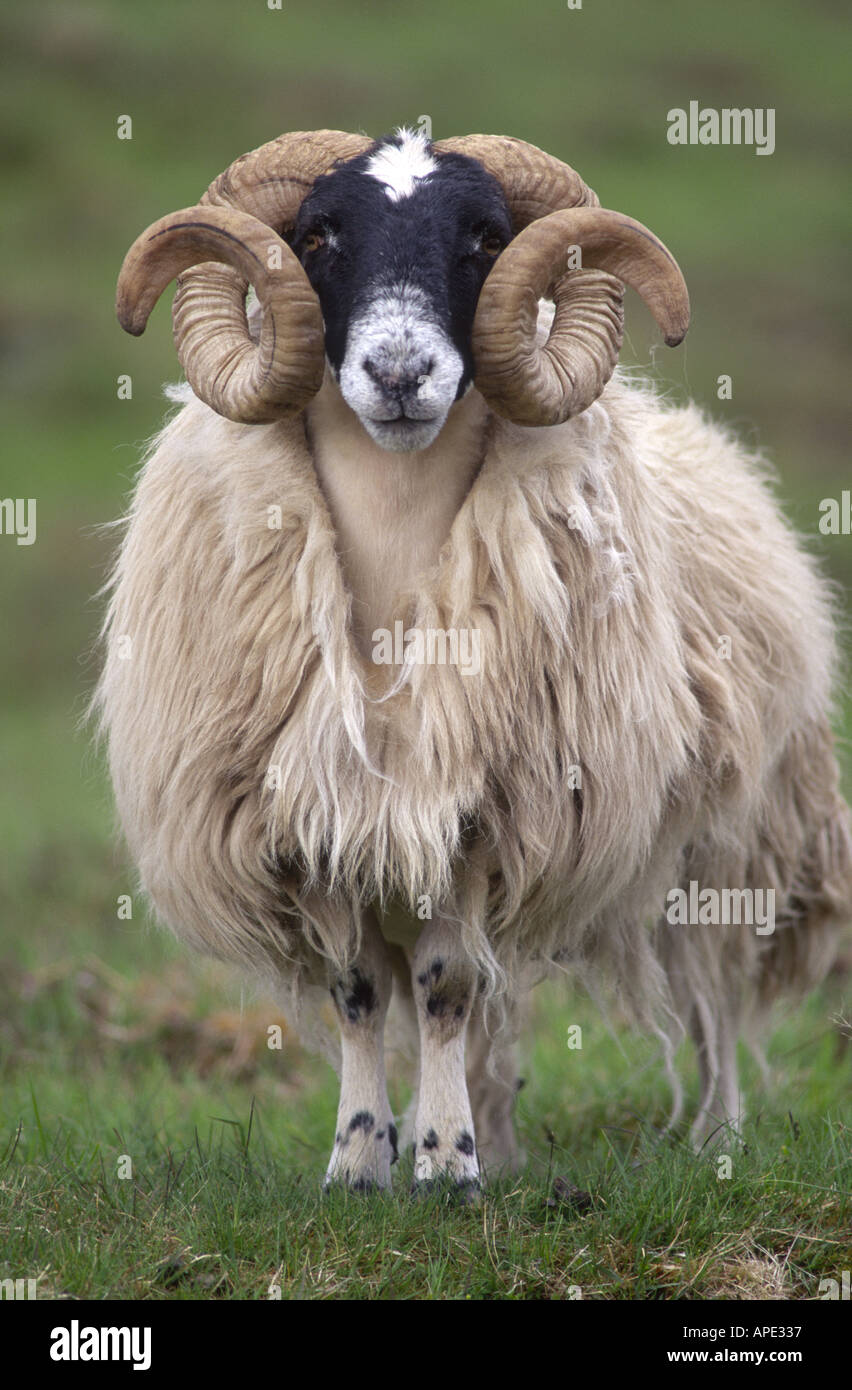 Black Faced Tup GMM 1063 Stock Photo - Alamy