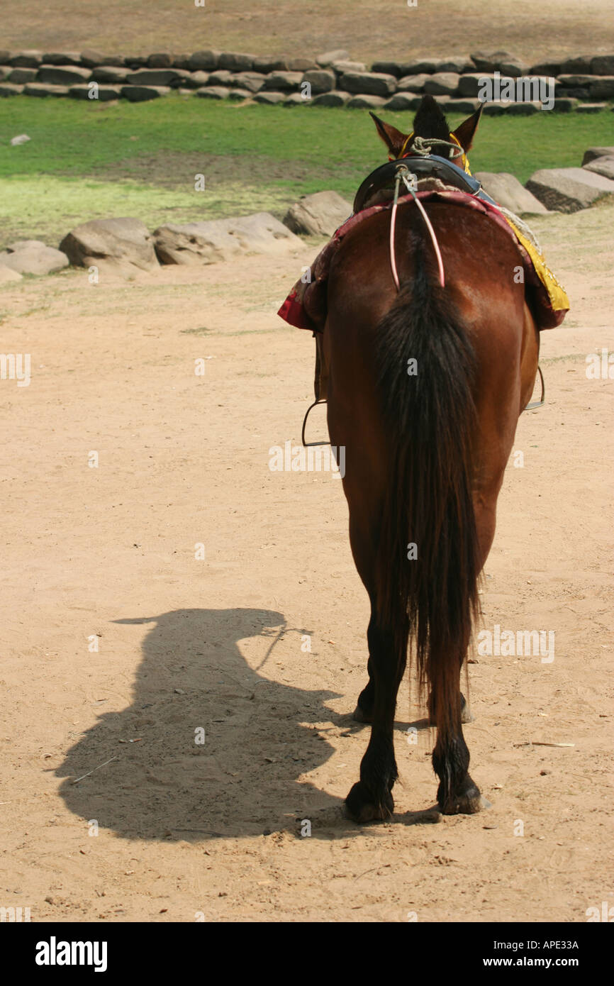 Back end of a horse at Angkor Wat Stock Photo - Alamy