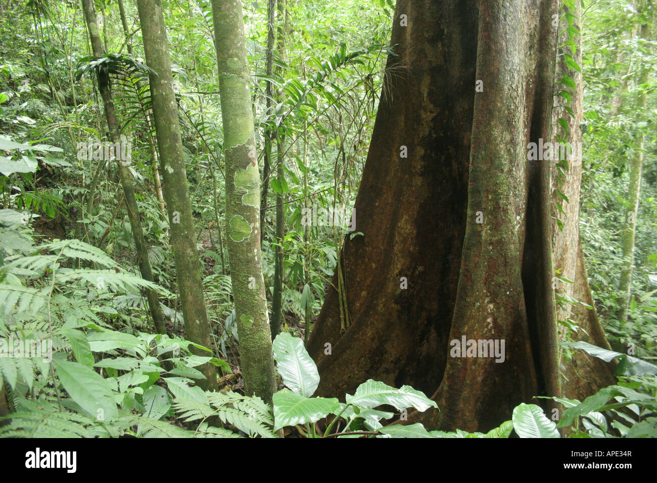 Forest. Guatopo National Park, Bosque, Parque nacional Guatopo ...