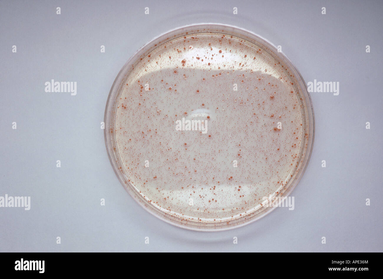 Nutrient agar hi-res stock photography and images - Alamy