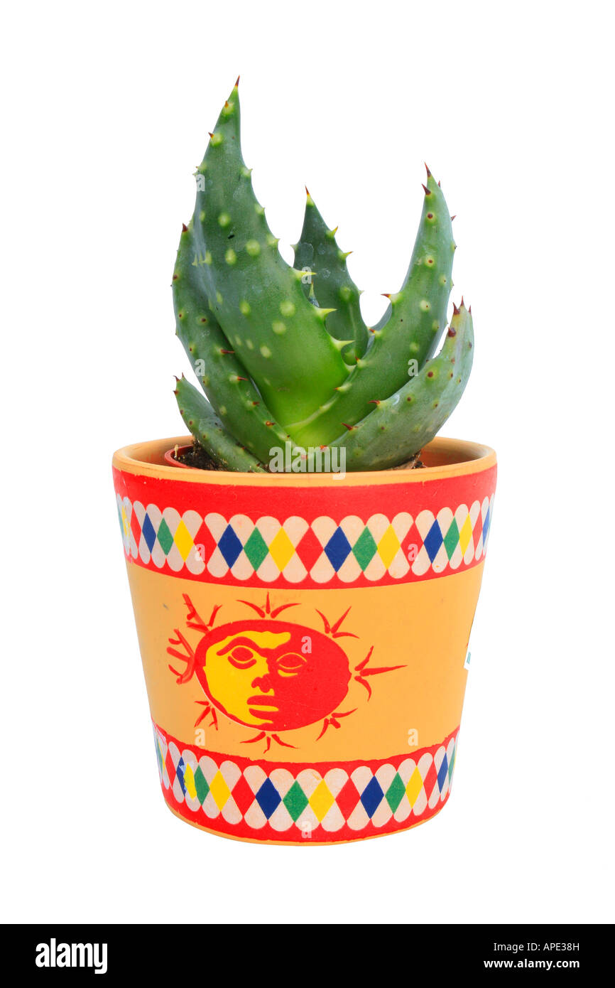 Cape aloë Aloe ferox plant in colourful pot Stock Photo - Alamy