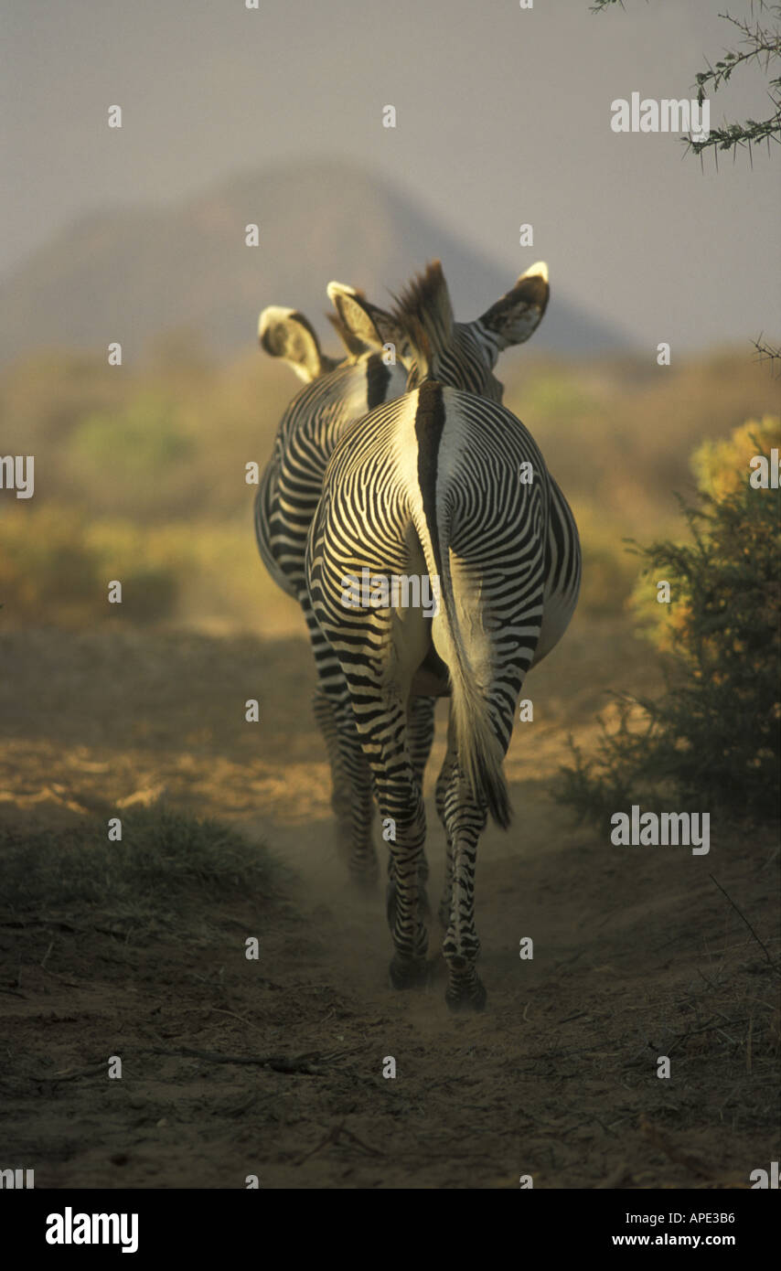 Rear ends of two female Grevys zebras Kenya Stock Photo - Alamy
