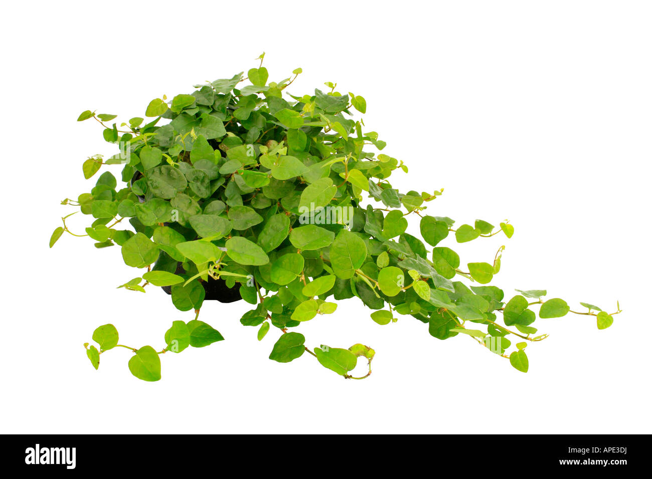 Creeping Fig Fig Vine Ficus pumila potted plant Stock Photo - Alamy
