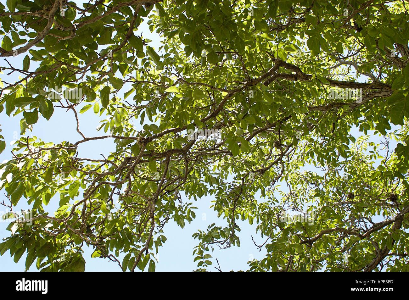 tree branches and sky from downside upsidedown leaves green nature view ...