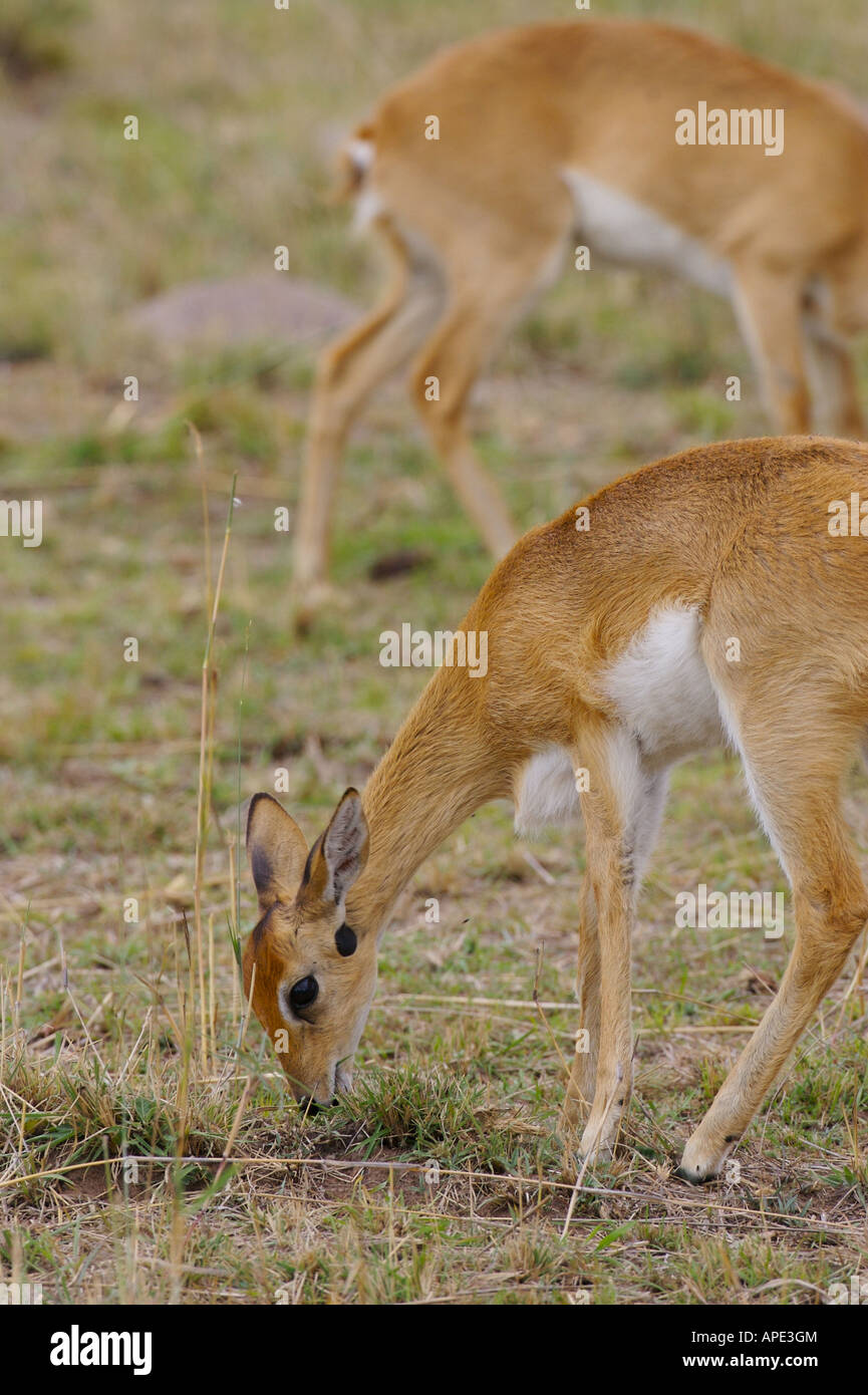 African Steenboks High Resolution Stock Photography and Images - Alamy