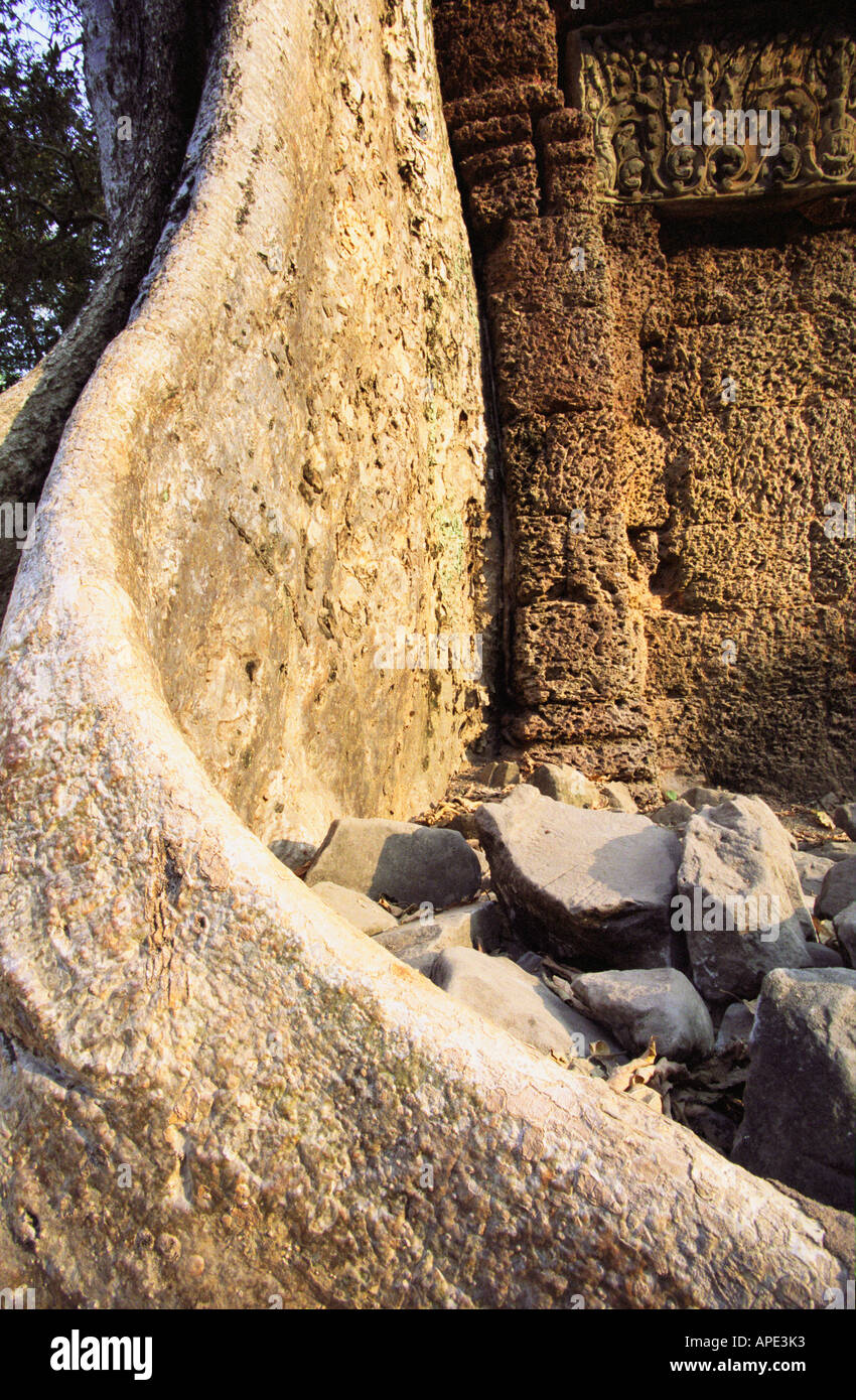 Tree Inside Ta Prohm Stock Photo - Alamy