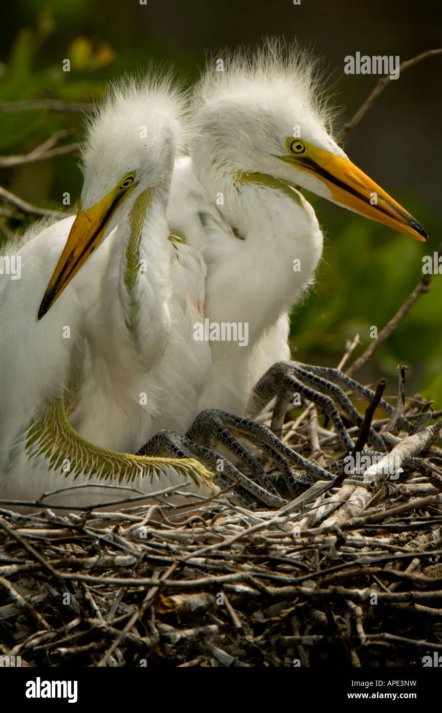 A pair of Great Egret chicks on the nest Stock Photo - Alamy