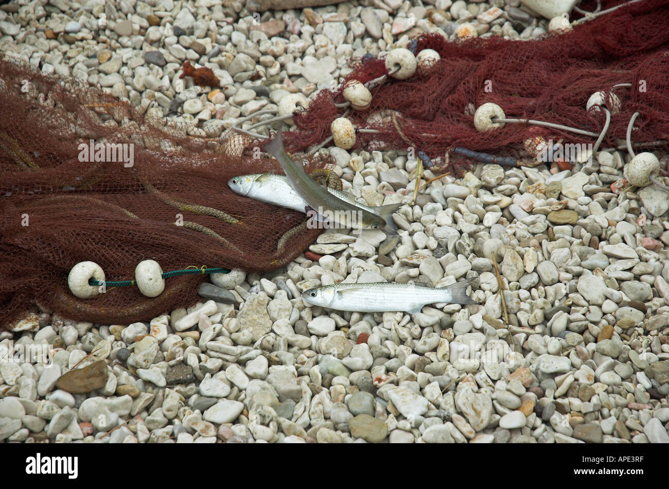 Sardines net hi-res stock photography and images - Alamy