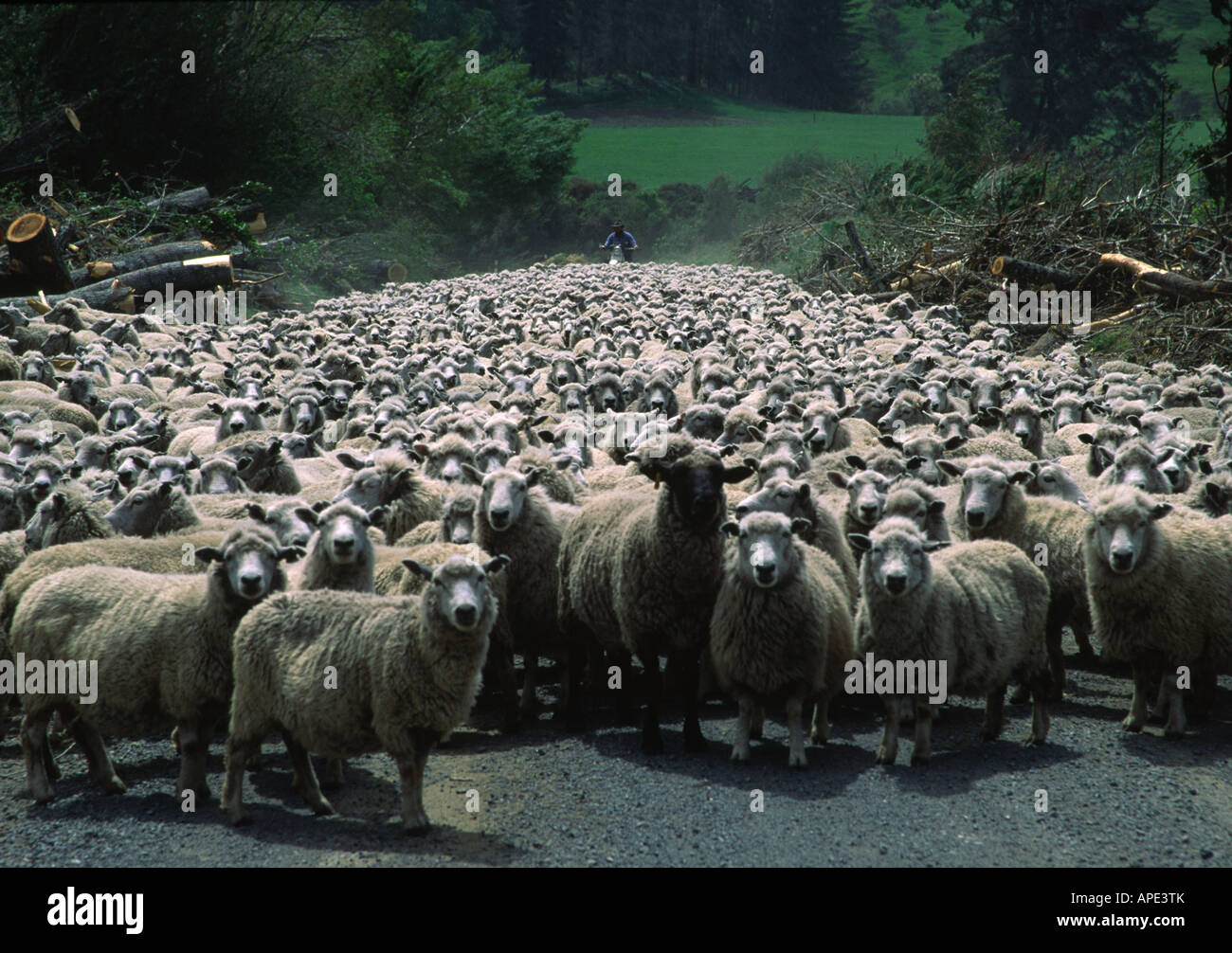 Modern sheep herding hi-res stock photography and images - Alamy