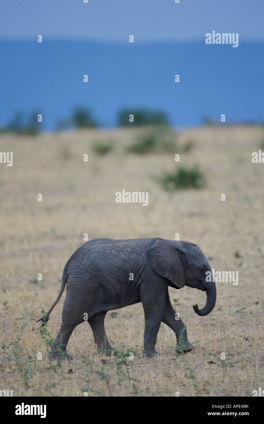 Bull elephant running hi-res stock photography and images - Alamy
