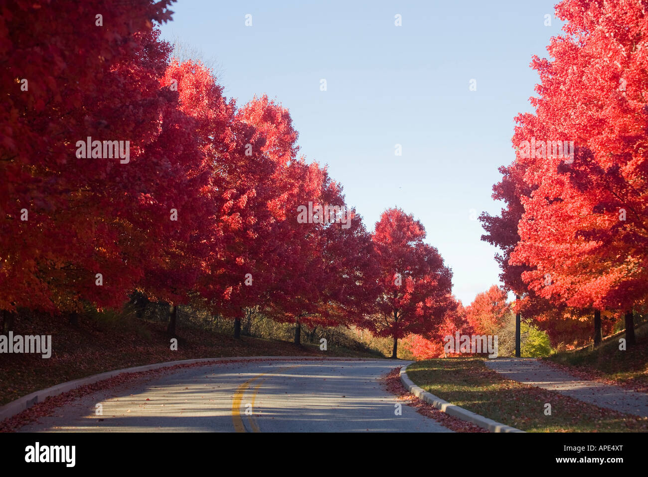 A tree lined street on an autumn day Stock Photo - Alamy