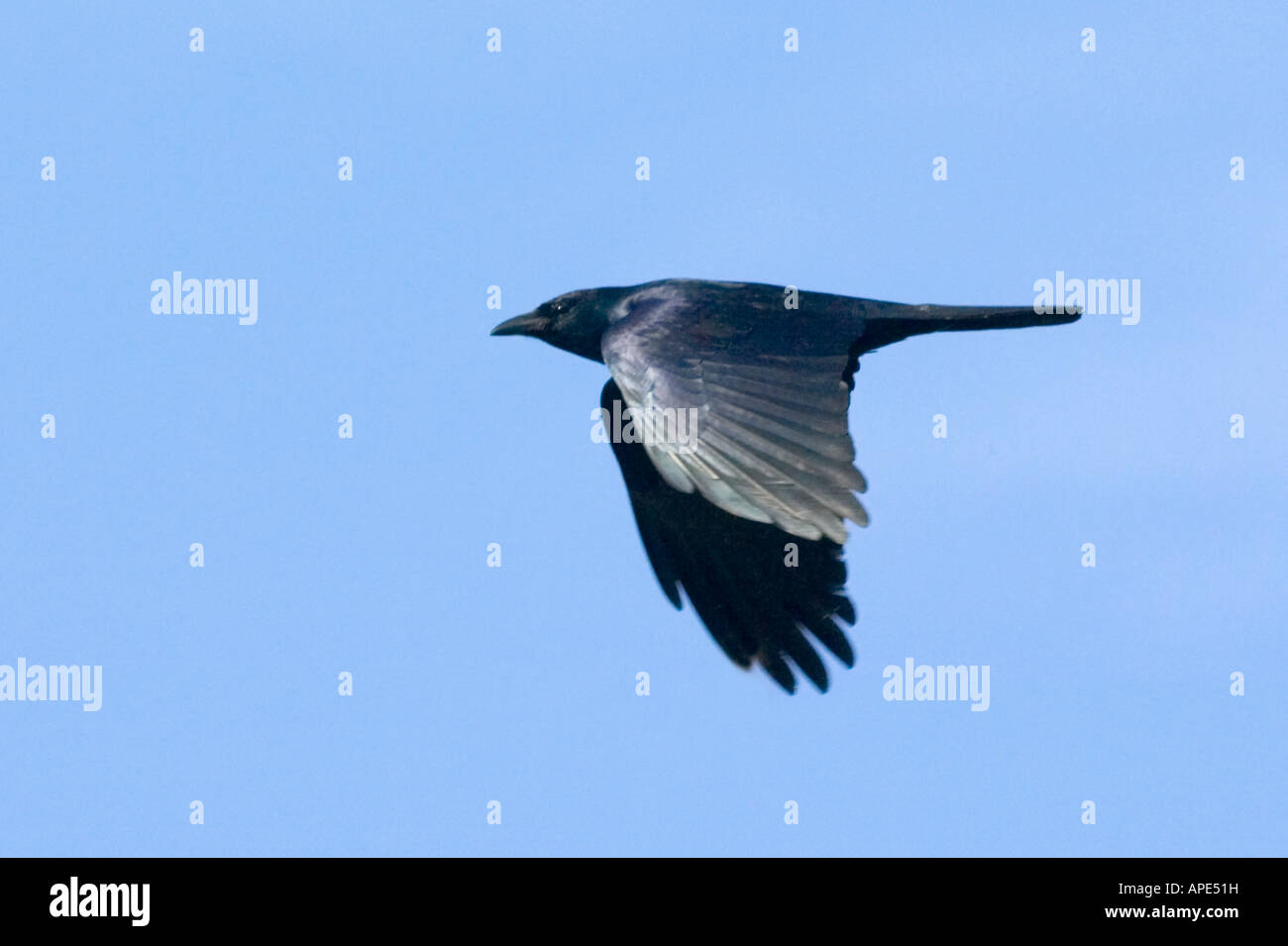 Sinaloa Crow Corvus sinaloae Sayulita Nayarit Mexico 16 January Adult ...