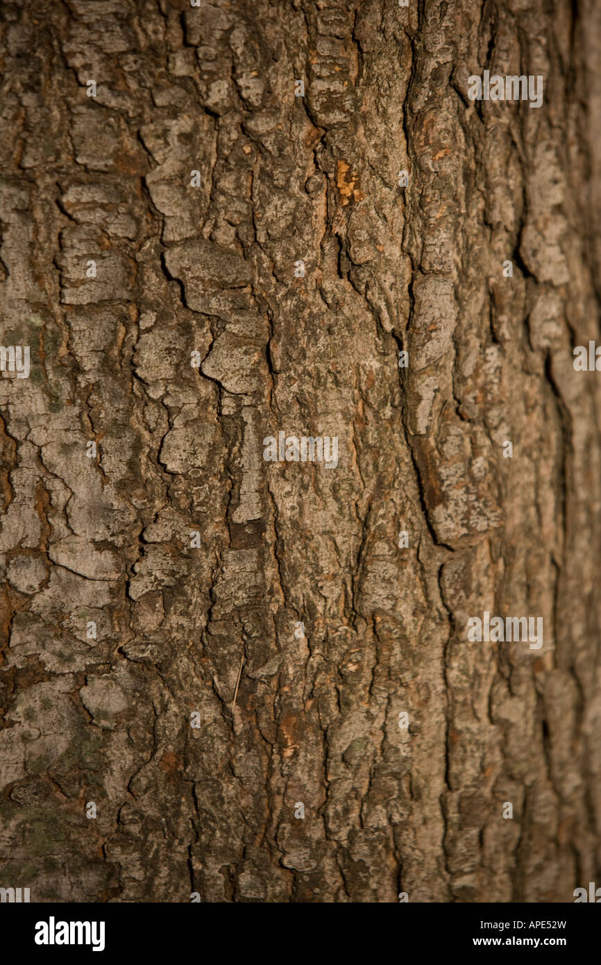 A close view of maple tree bark on an autumn day Stock Photo - Alamy