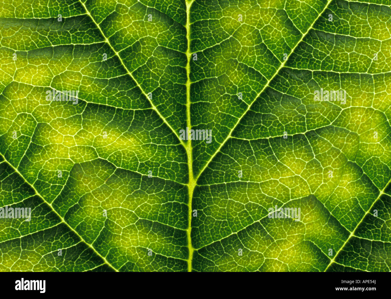 Close Up Of Green Backlit Leaf Stock Photo - Alamy