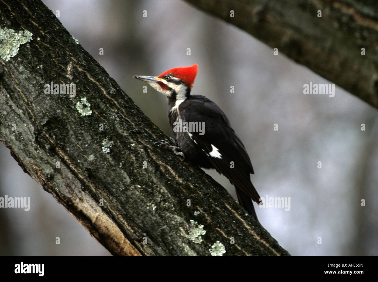 Pileated woodpeckers hi-res stock photography and images - Alamy