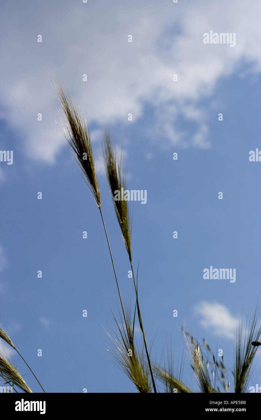 Two blades of grass blowing in the wind Stock Photo - Alamy