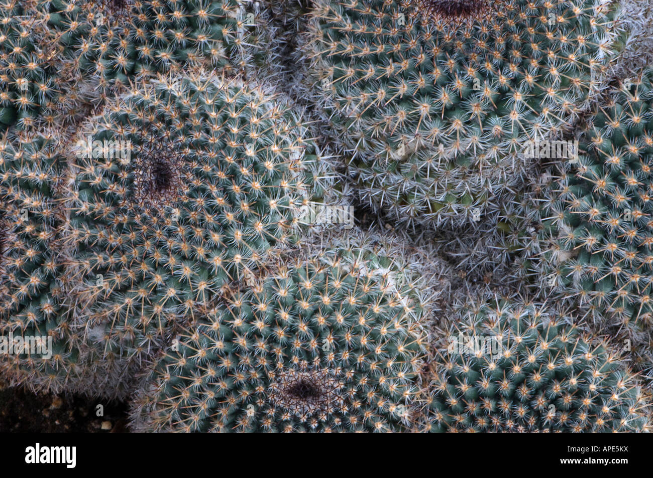 Group of cactus shot from above Stock Photo - Alamy
