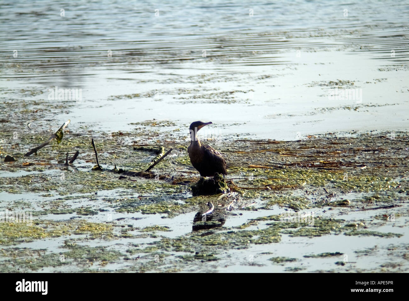Lonely Duck on a Pond Stock Photo - Alamy