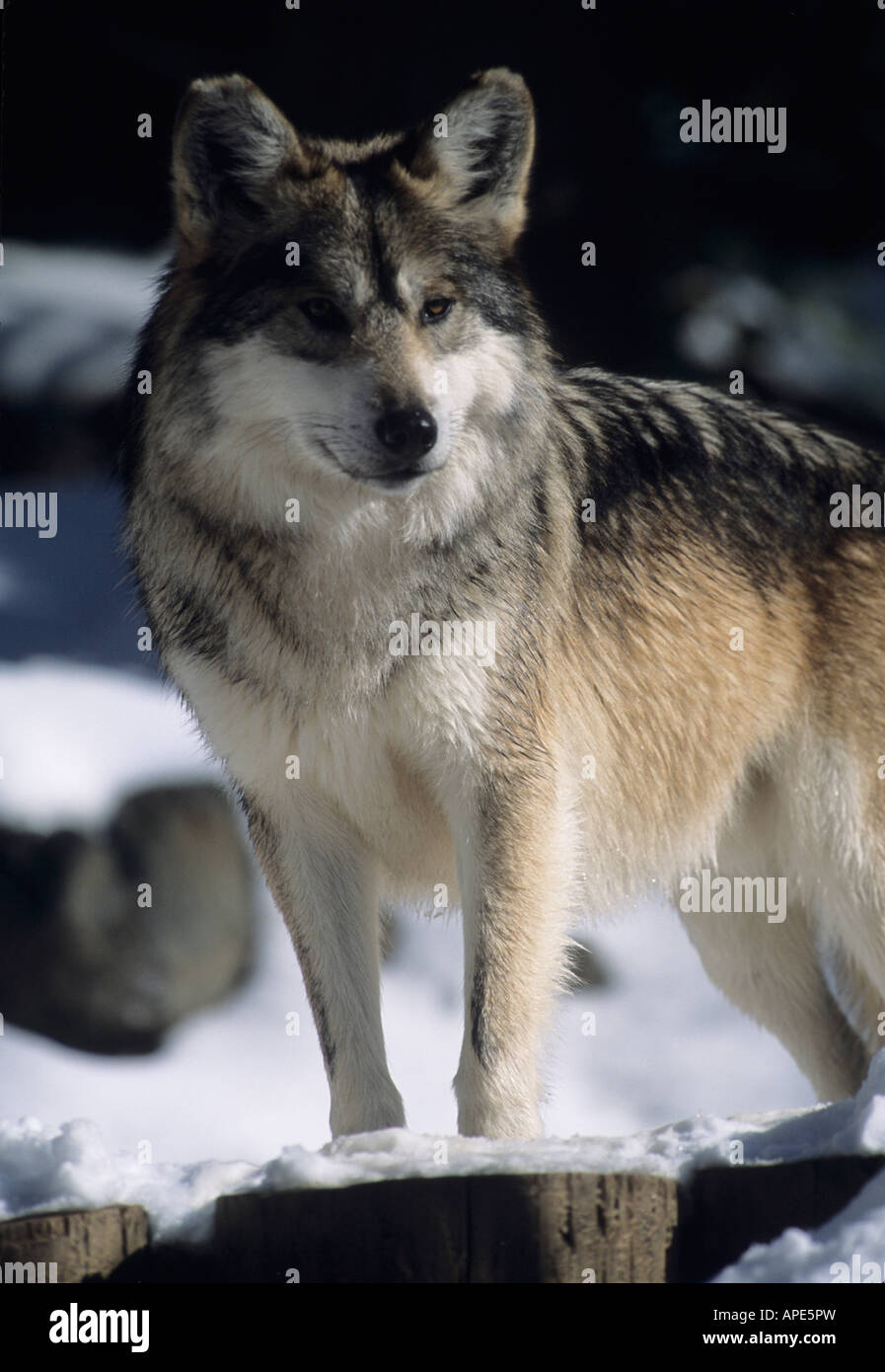 Wolf stands hi-res stock photography and images - Alamy