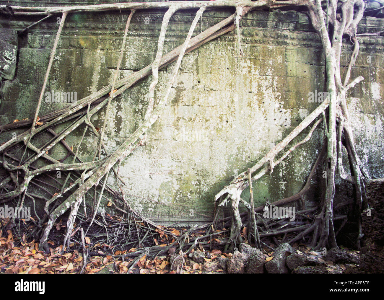 Tree root growing brick wall hi-res stock photography and images - Alamy