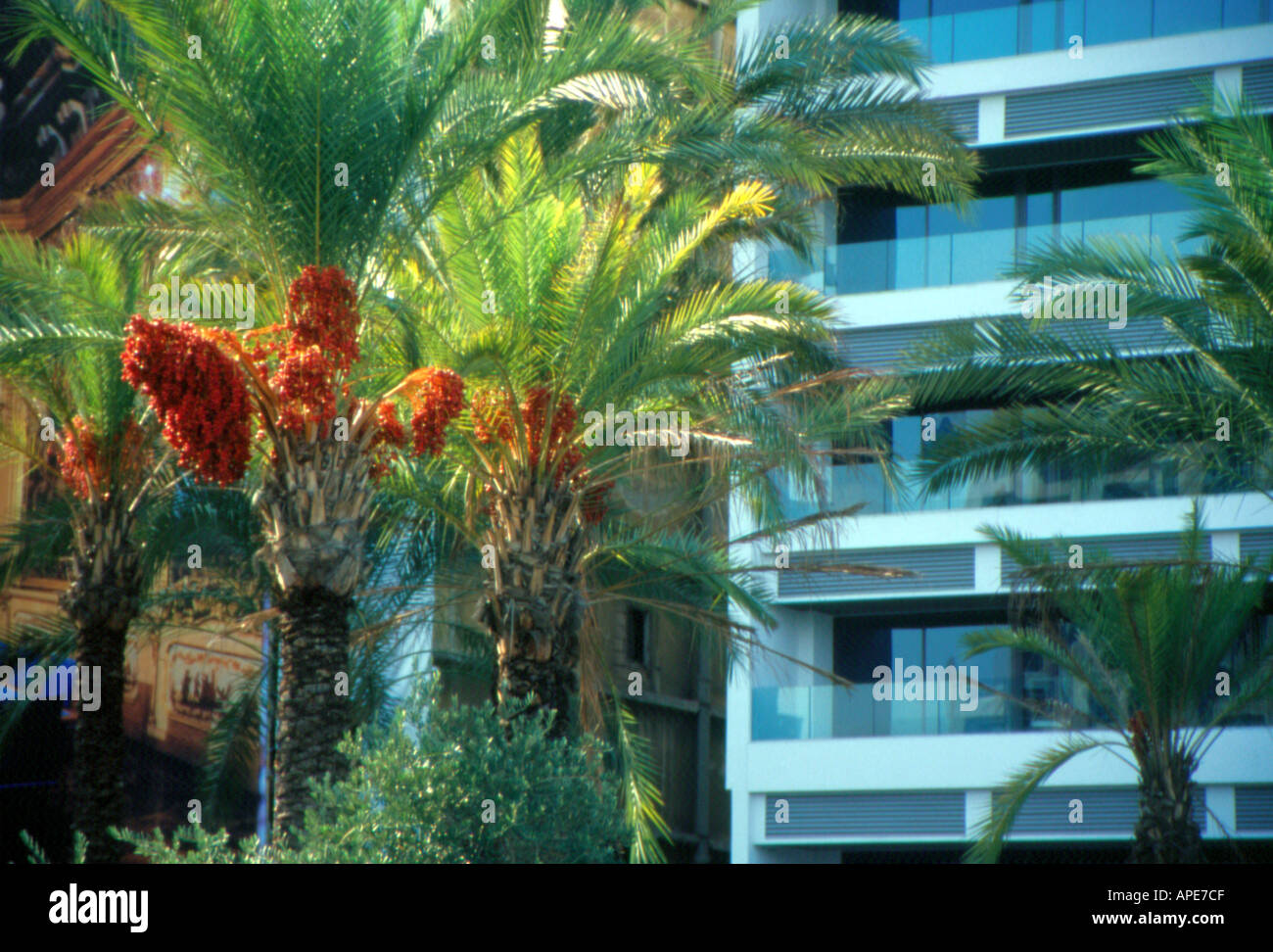Date palm beirut lebanon hi-res stock photography and images - Alamy