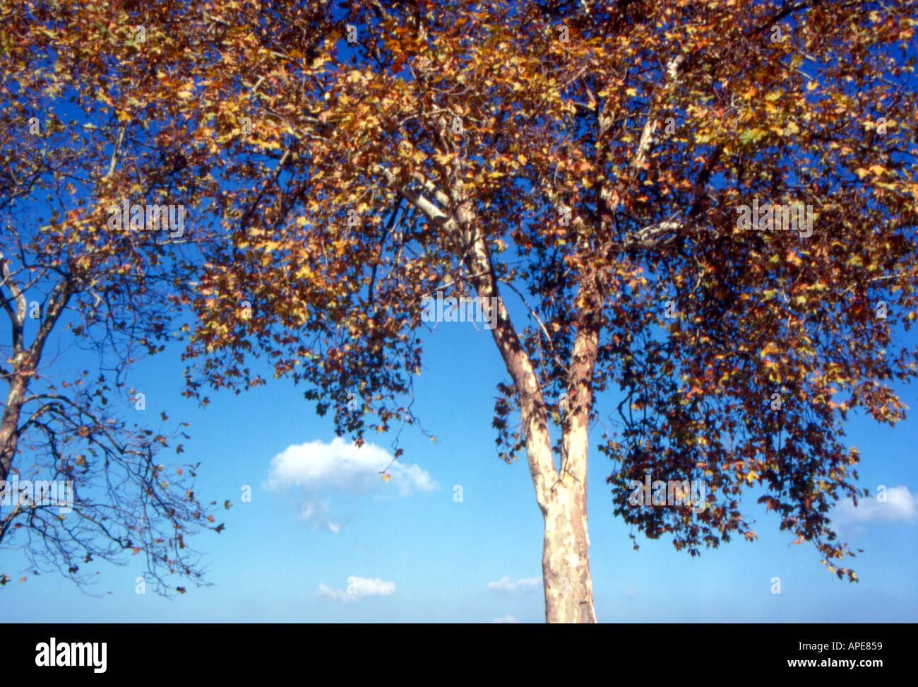 fall time on countryside lebanon Stock Photo - Alamy