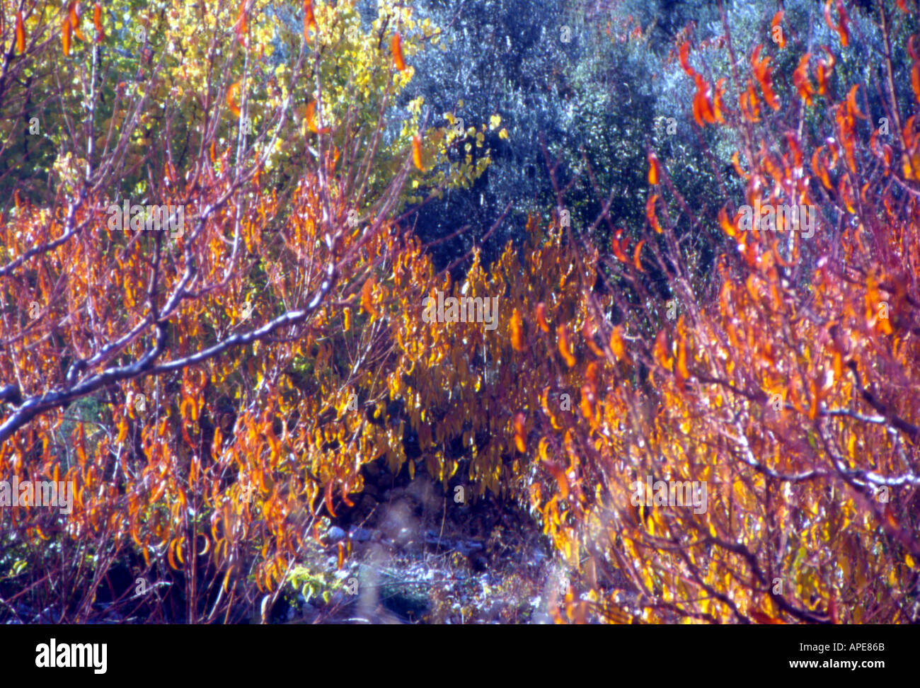 fall time countryside lebanon Stock Photo - Alamy